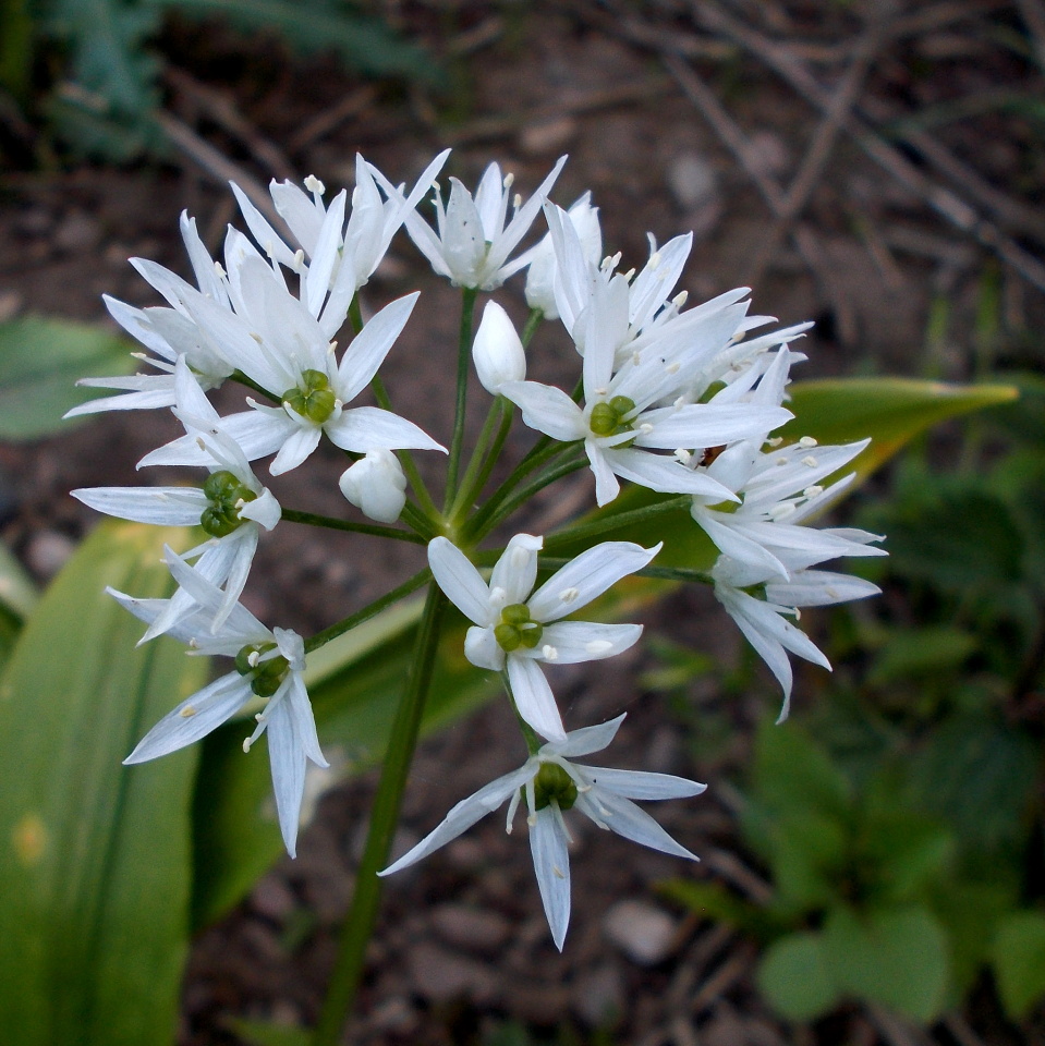 Wild garlic | rat | Blipfoto