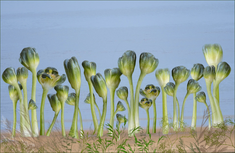 Broccoli forest | suejay50 | Blipfoto