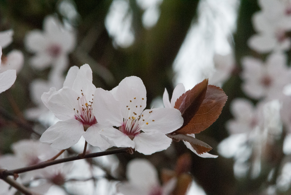 TINY BLOSSOM FLOWERS | admirer | Blipfoto