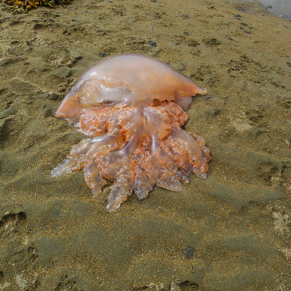 Prolapse! | snapper | Blipfoto