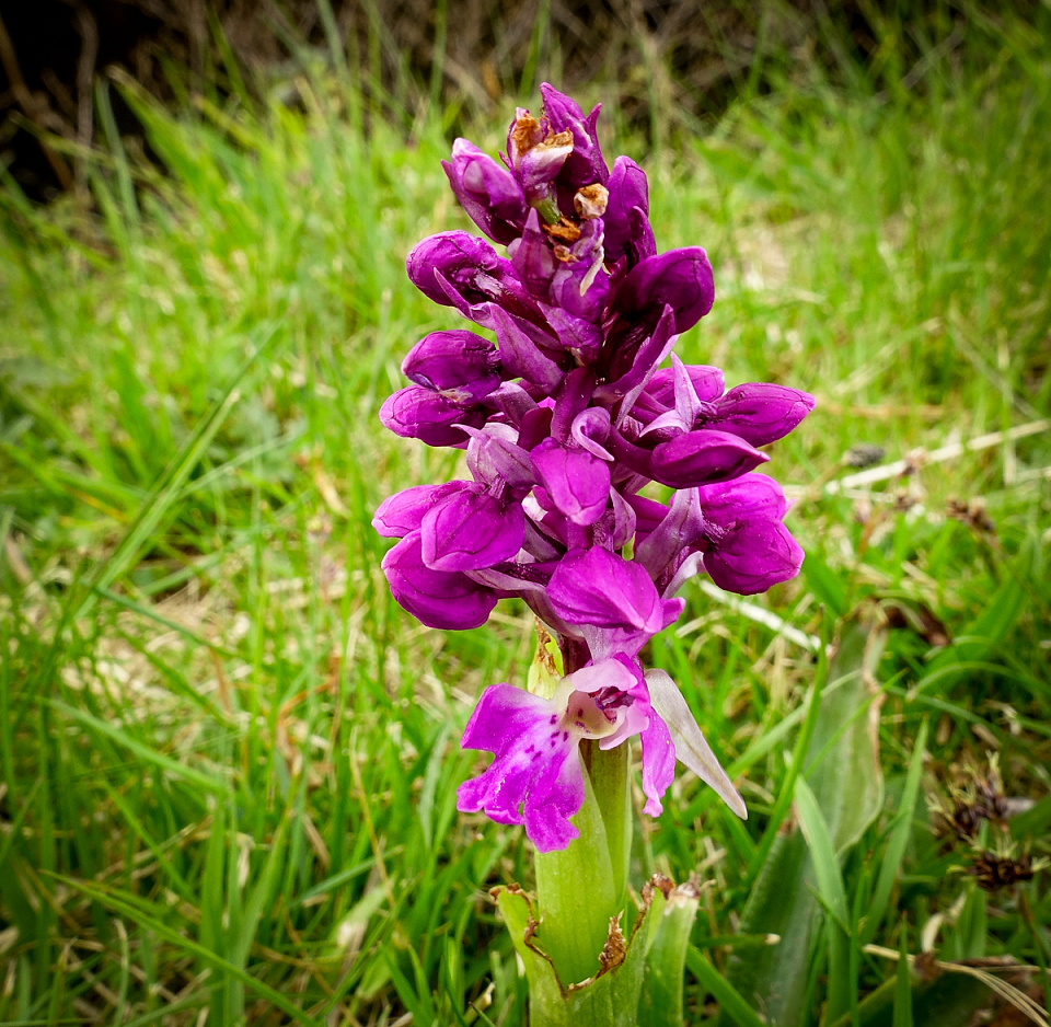 Poiple | snapper | Blipfoto