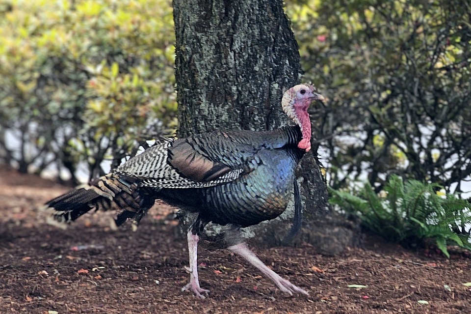 Tom Turkey | RonaldBerry | Blipfoto