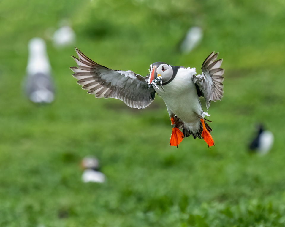Farne Islands Boat Trip - "Classic" Puffin Shot! | davidc | Blipfoto