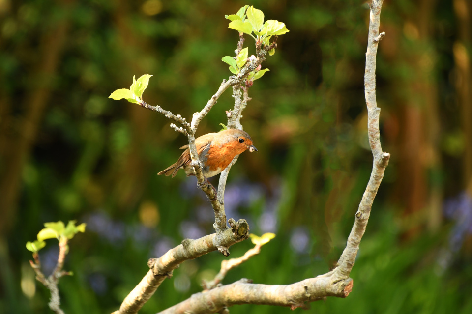 Robin in an apple tree | SueT123 | Blipfoto