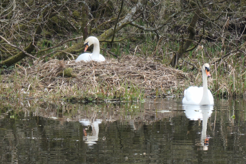 Nesting | shortygirl | Blipfoto