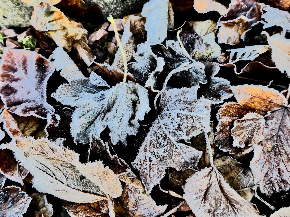 Blue With Cold | Fyael | Blipfoto