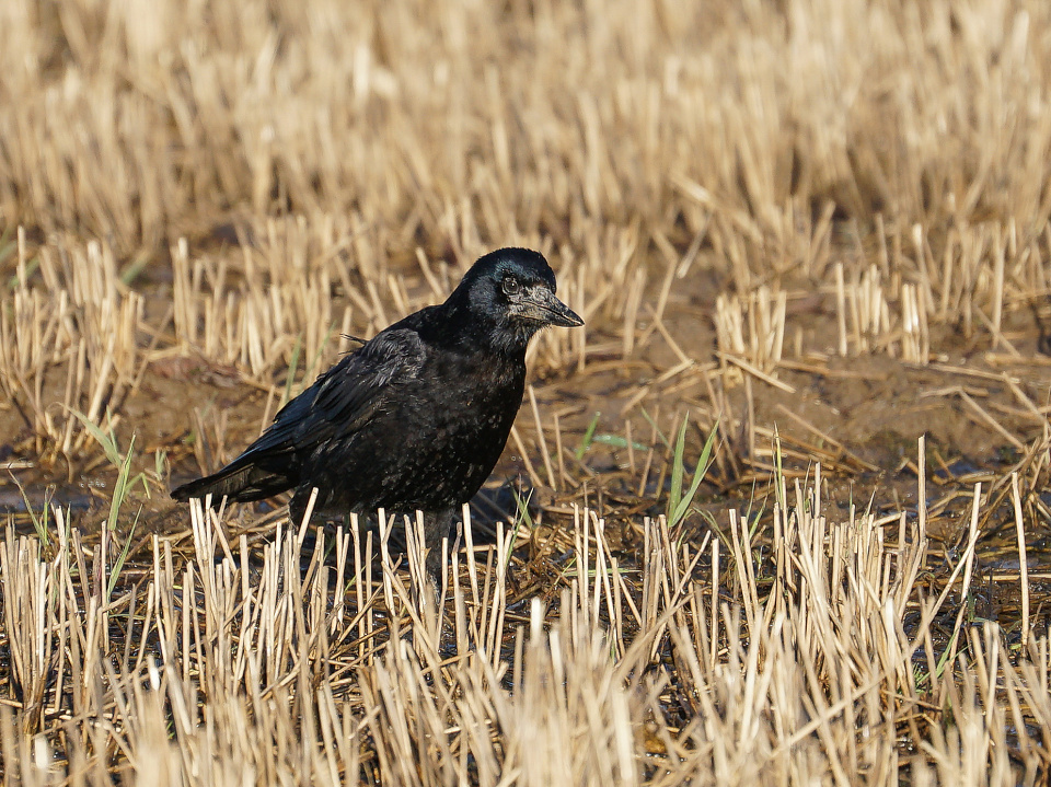 Rook - 7 | kwchas | Blipfoto