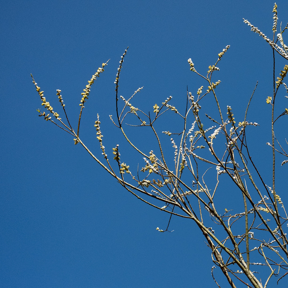 Yellow and gold | walkingMarj | Blipfoto