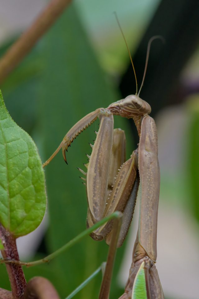 Raptorial Legs | dbifulco | Blipfoto
