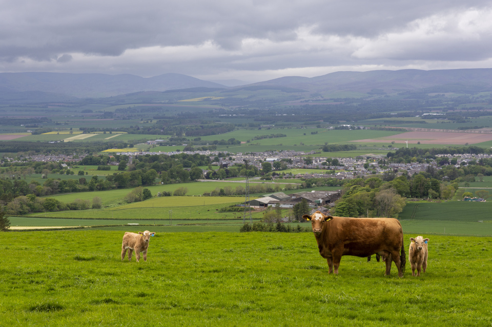 Hill of Garvock | CorvidFiesta | Blipfoto