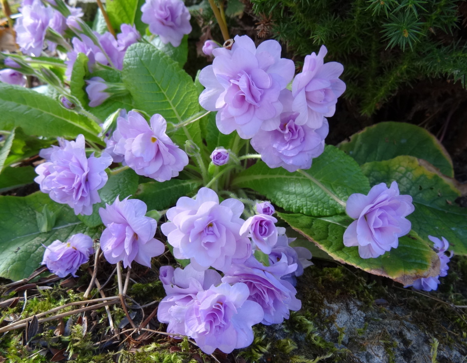 Quaker bonnets | sheilwill | Blipfoto