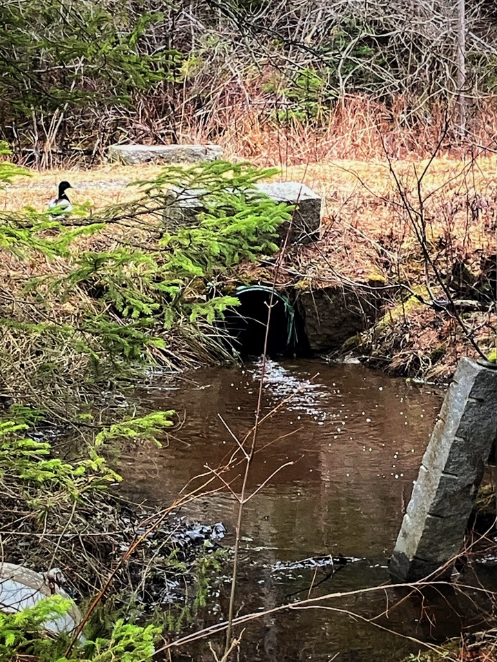 Spot the Duck | madowoi | Blipfoto