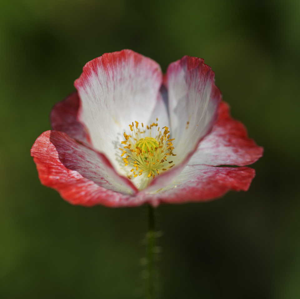 Shirley poppy. | JeanSnaps | Blipfoto