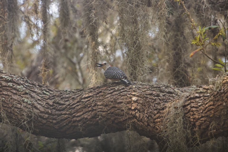 Woodpecker | bugsman | Blipfoto