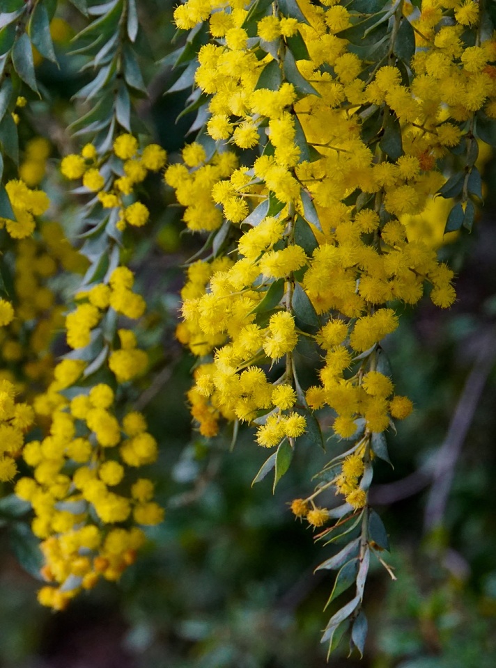 Weeping Wattle | WalkingWombat | Blipfoto