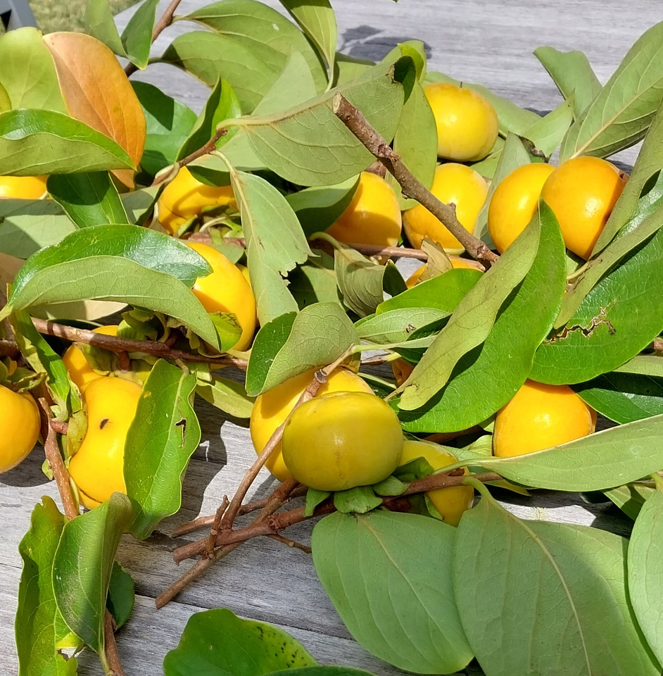 The first crop. Our... | Gritty | Blipfoto