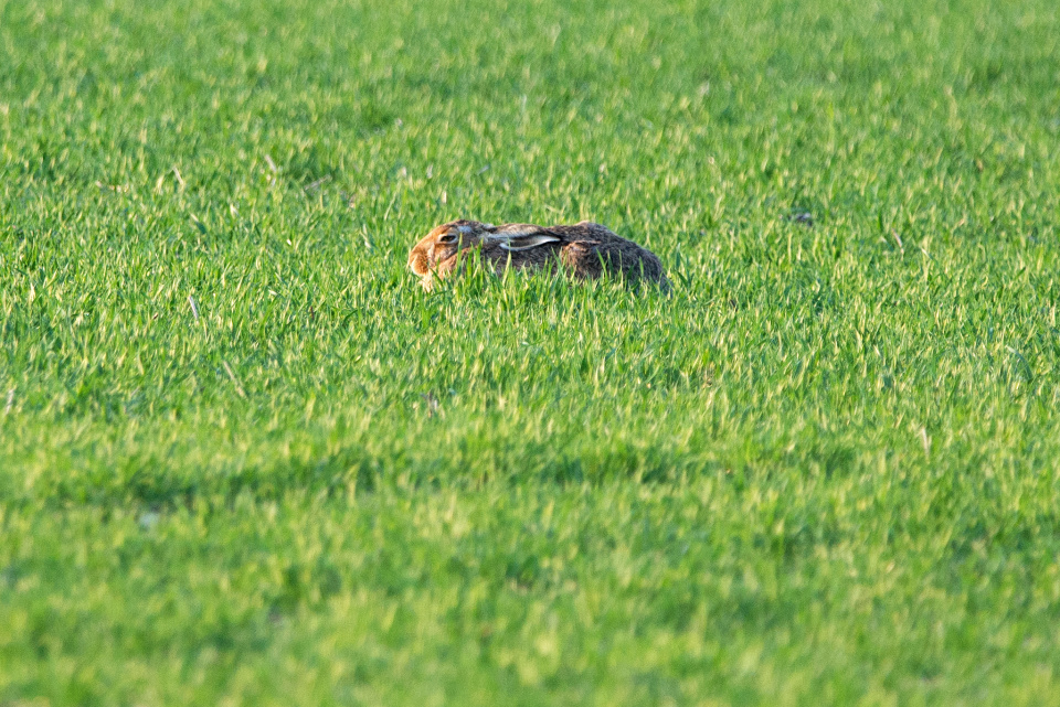 Lying low | gladders | Blipfoto