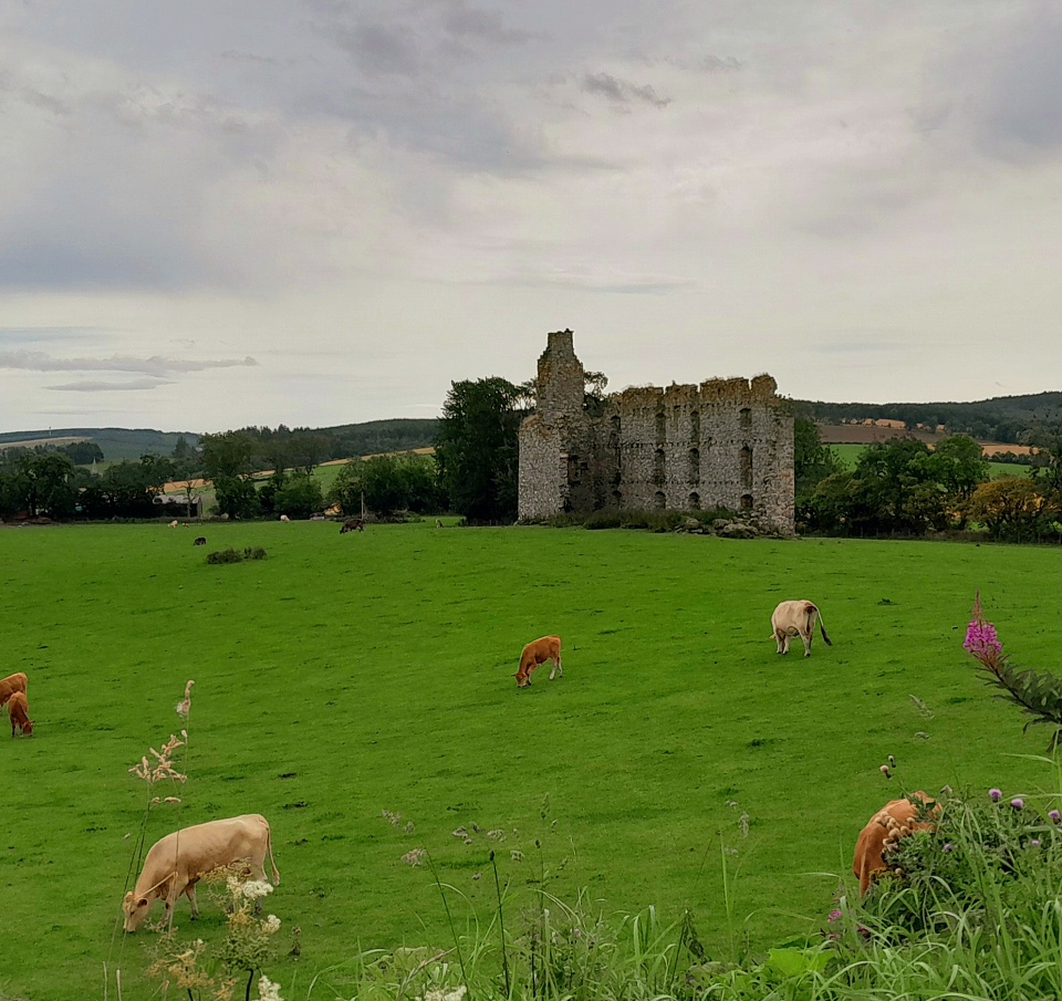 Bognie or Conzie? | Greygranite1745 | Blipfoto