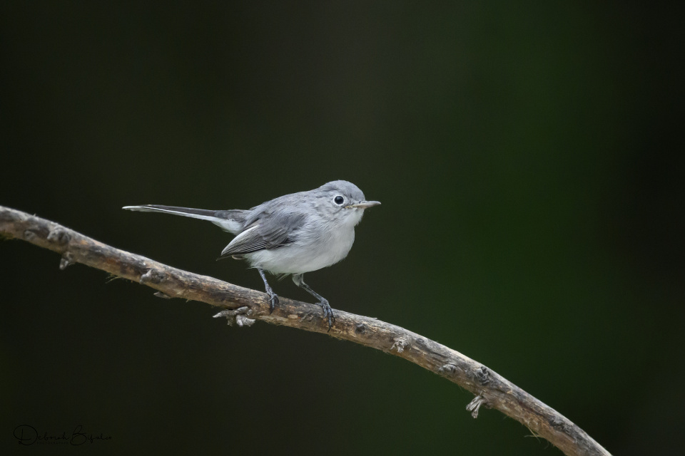 Yard Birds | dbifulco | Blipfoto