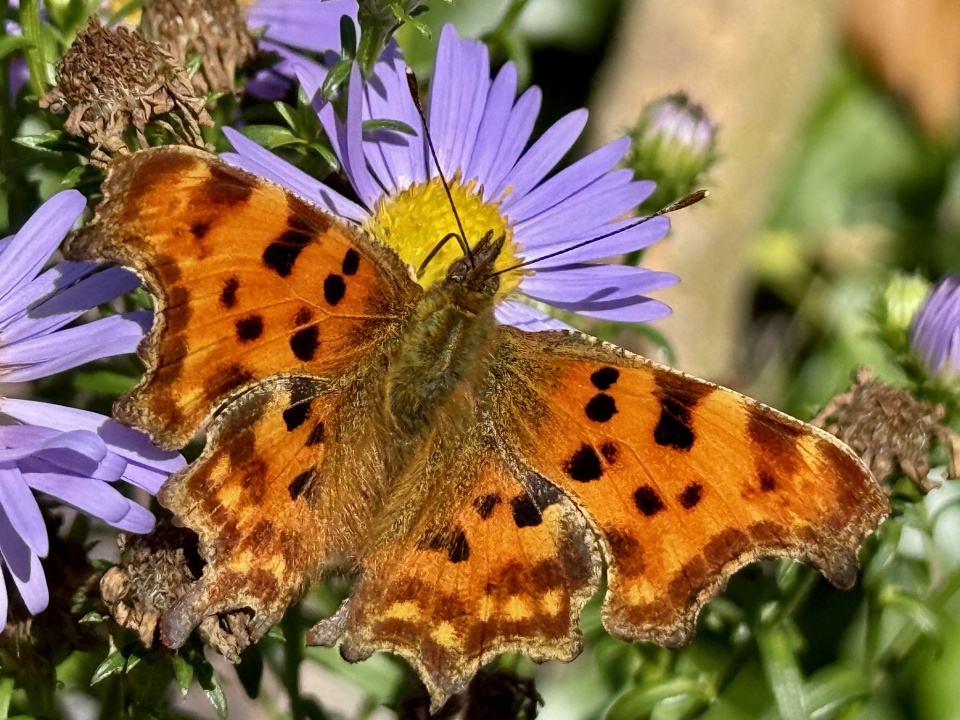 COMMA. | Larchlea | Blipfoto