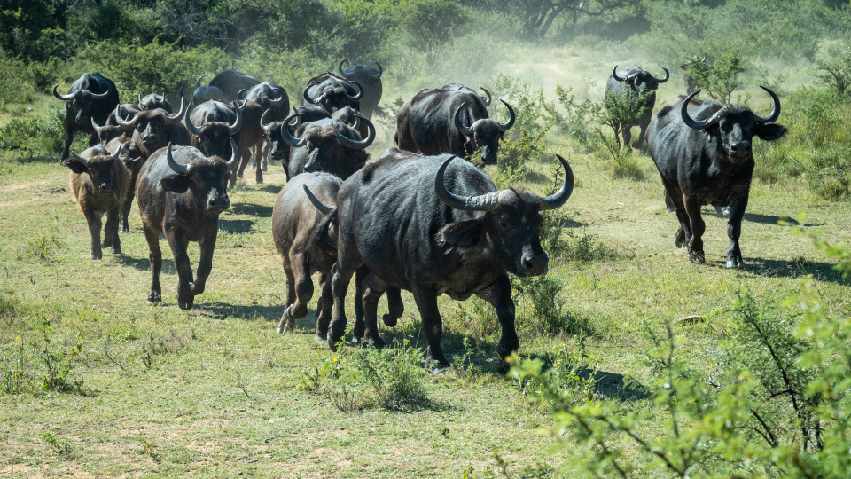 Cape Buffalo on the Charge | GrahamColling | Blipfoto