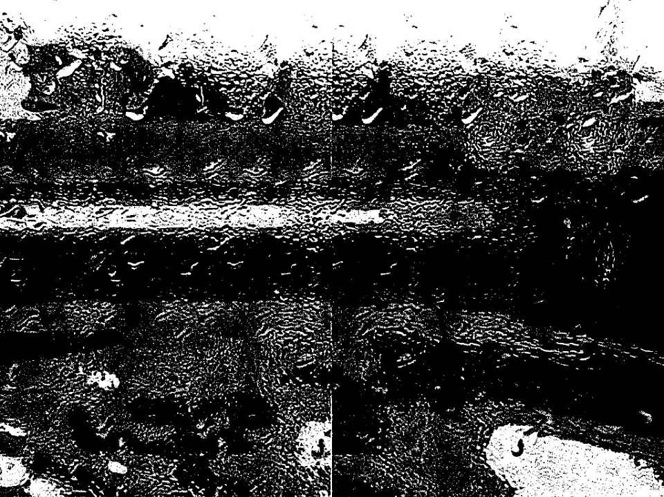 Dreich... | 60plus11 | Blipfoto