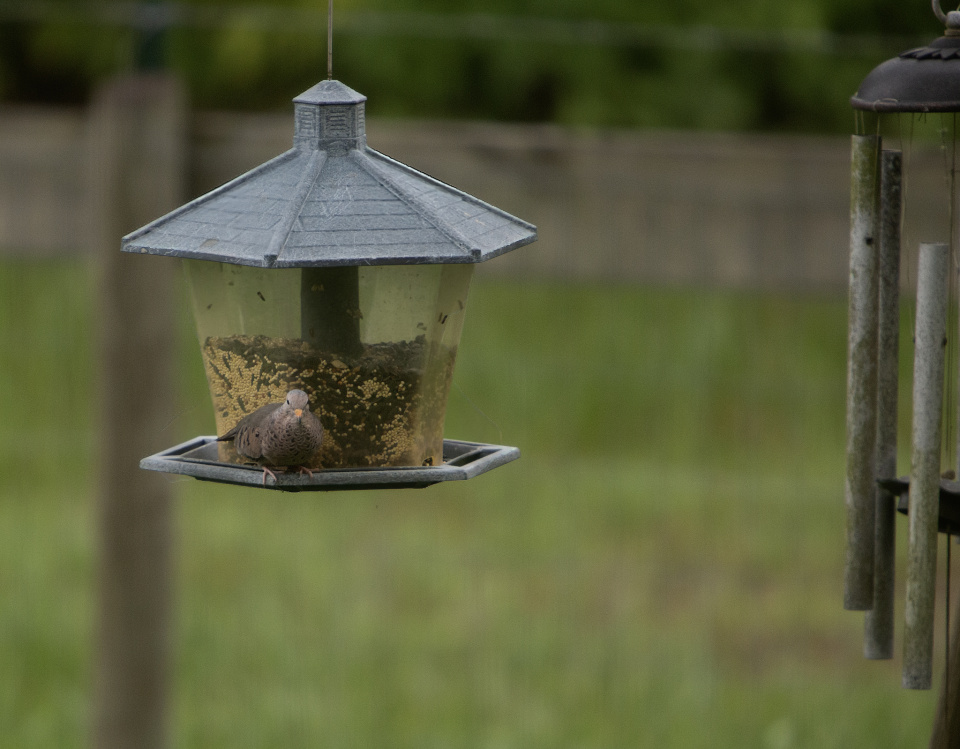 Dove | bugsman | Blipfoto