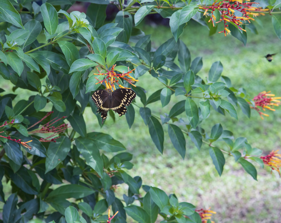 Swallowtail | bugsman | Blipfoto