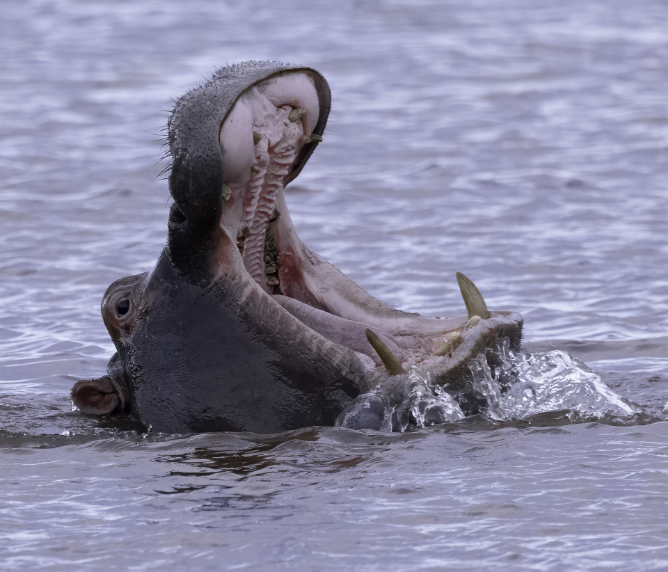 Yawn | Hillyblips | Blipfoto