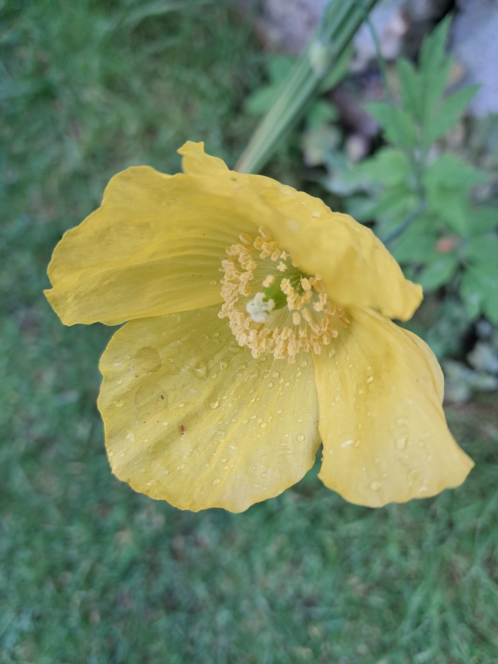 Welsh Poppy. | Midlander | Blipfoto