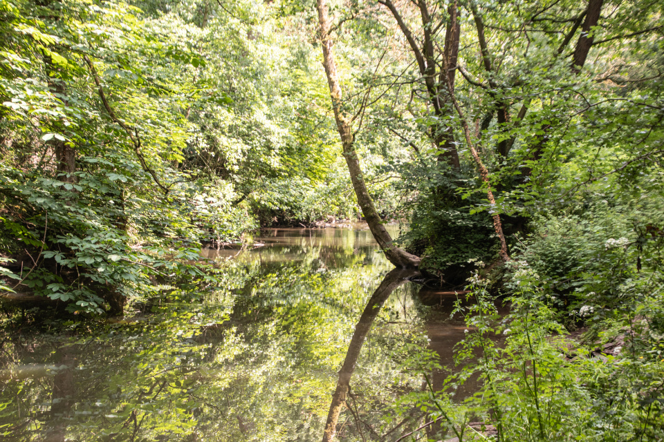Fromeside Walkies | Kernow | Blipfoto