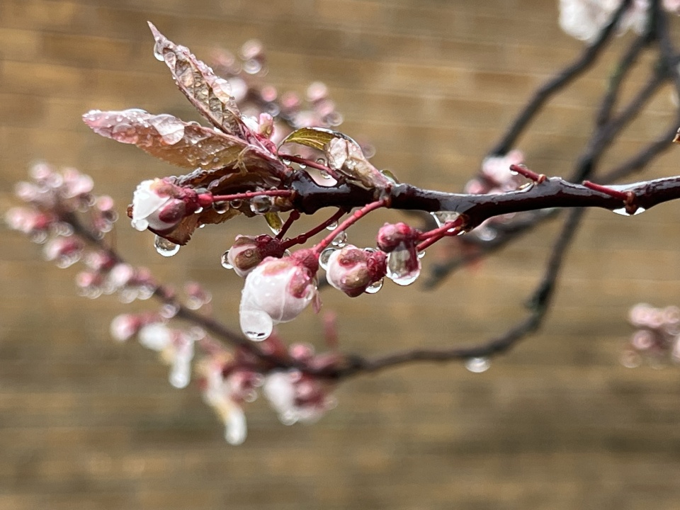 Voting and cherry blossom | Libra | Blipfoto
