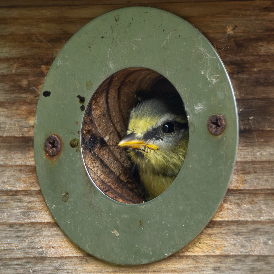 Should I Stay or Should I Go? | Bom | Blipfoto