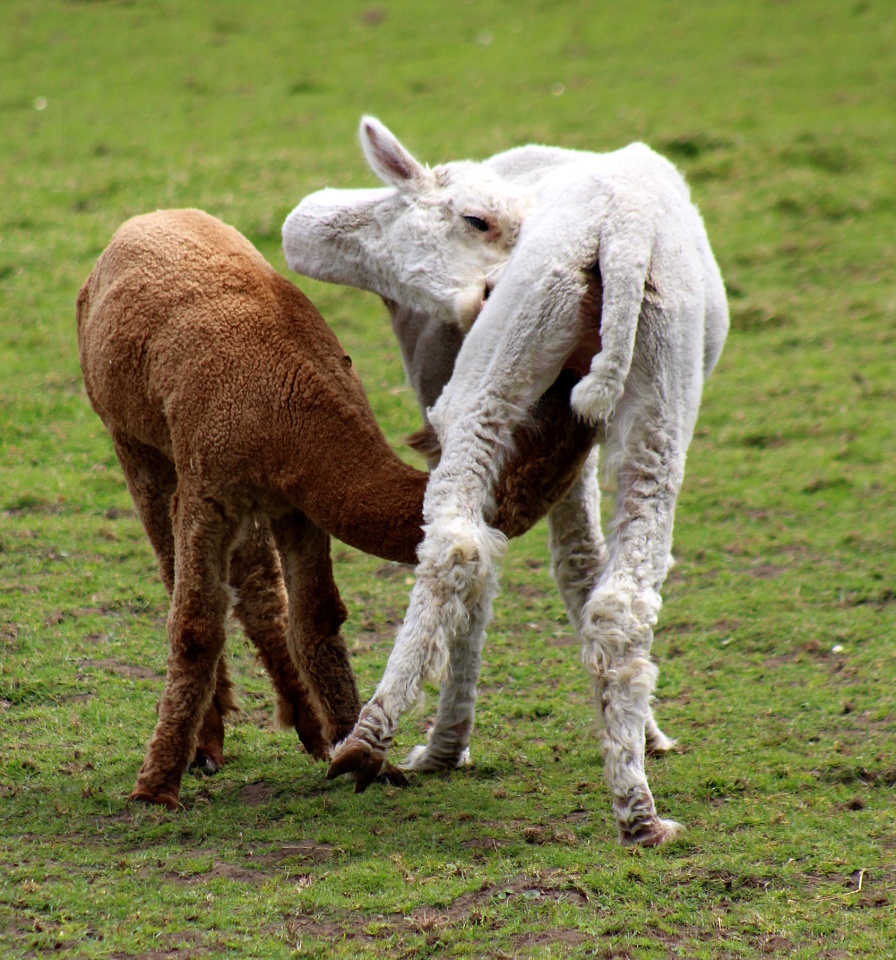 Alpaca Twister! | theBroon | Blipfoto