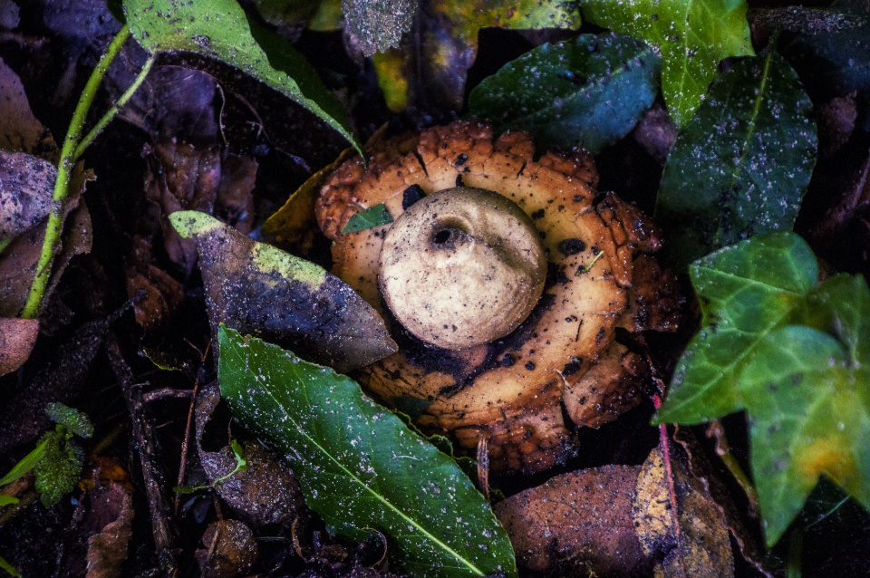 Earthstar | Ingeborg | Blipfoto