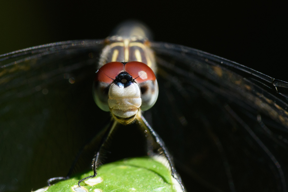 Eyes Everywhere | dbifulco | Blipfoto