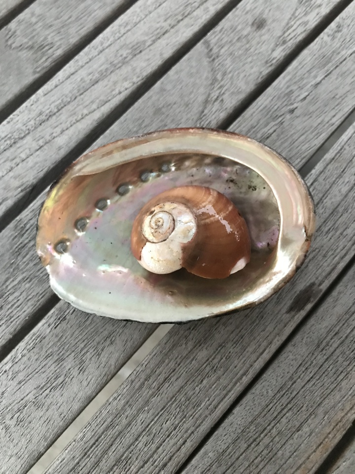 A small snail on an abalone shell | CALIFORNIAGIRL1 | Blipfoto