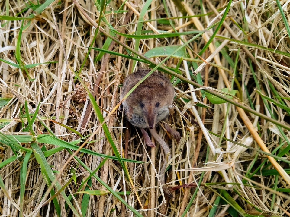 Pygmy Shrew | Poppy | Blipfoto