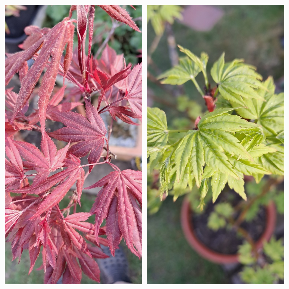 Acer. | Midlander | Blipfoto