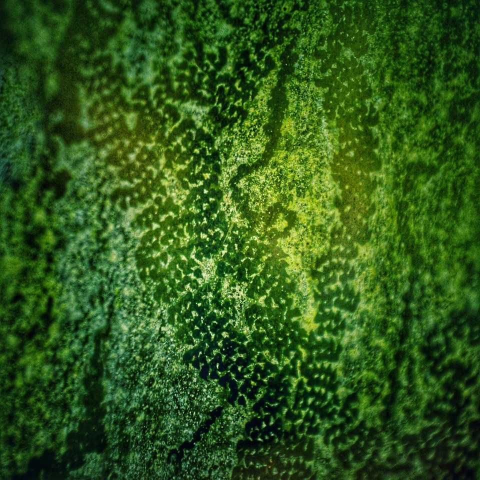 Natural pattern | Ingeborg | Blipfoto