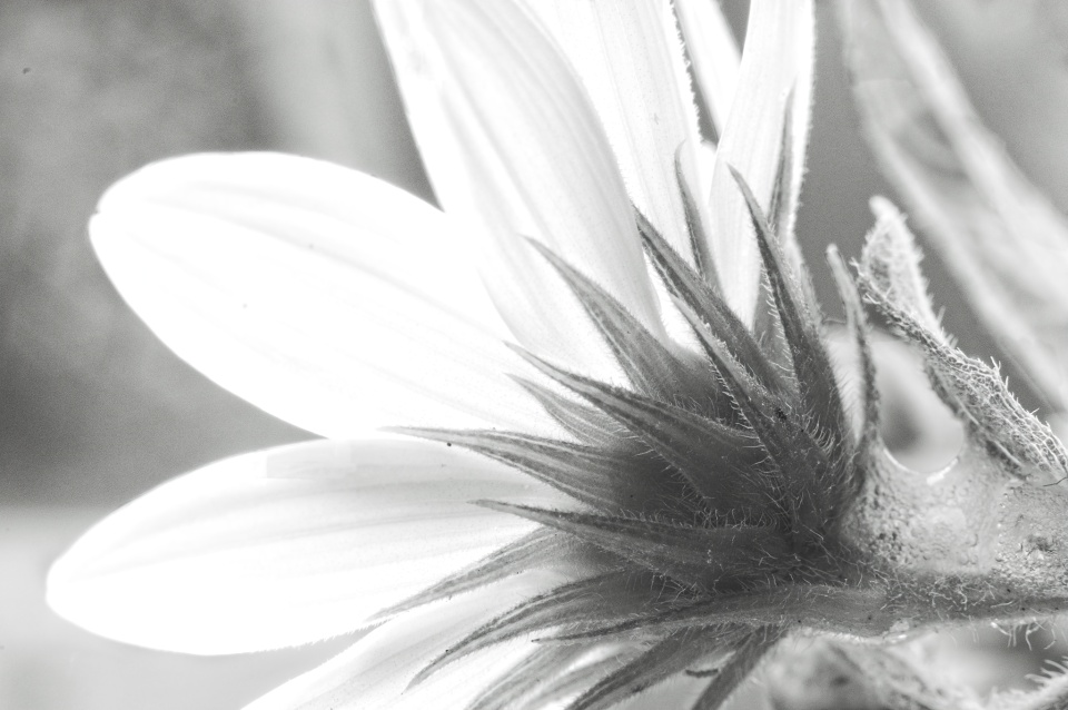 High Key | selfcontained | Blipfoto