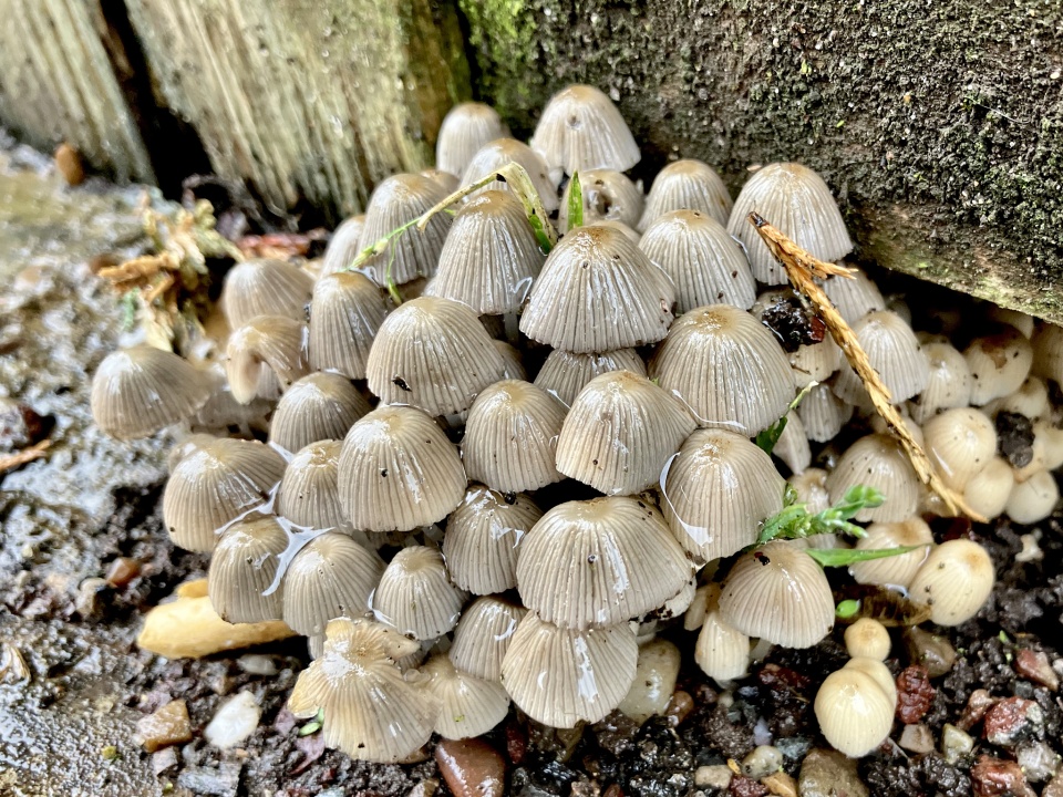 Wet day | Jaybay | Blipfoto