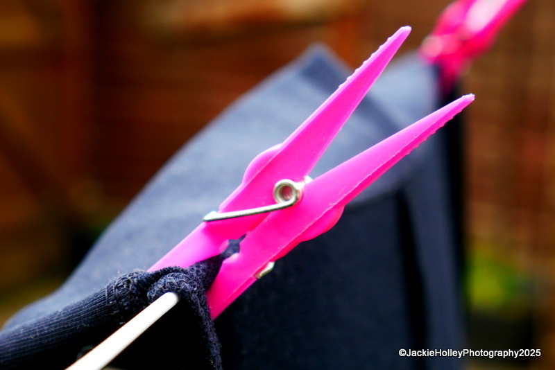 Pink Peg | ThingsBeautiful | Blipfoto