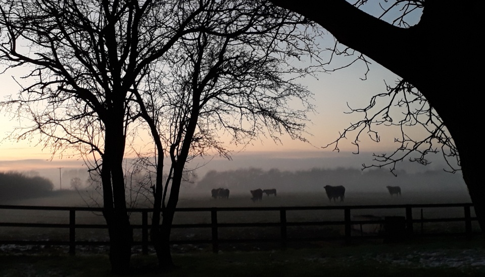 Cows in the mist | Caddisfly | Blipfoto