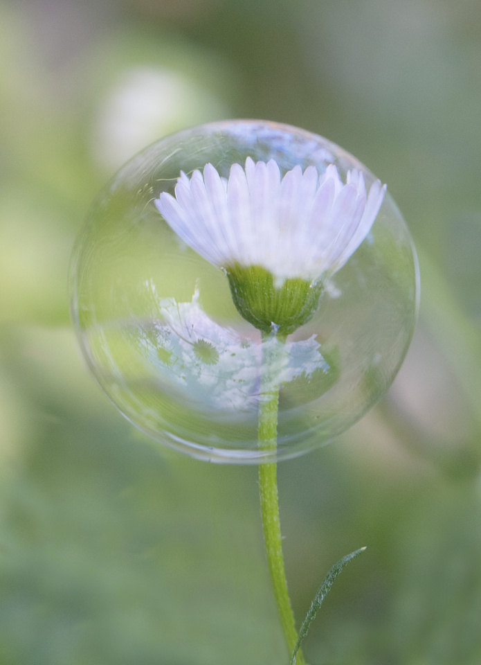 daisy in a bubble | LesleyAlsford | Blipfoto