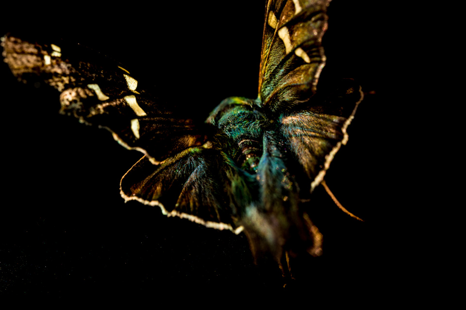 Fly My Pretty | MonkeyCatBear | Blipfoto