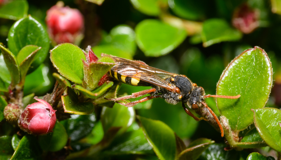 Pollination - Nomada goodeniana | JohnGravett | Blipfoto
