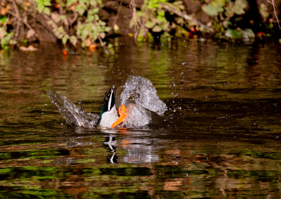 Ducky Splash | clickychick | Blipfoto
