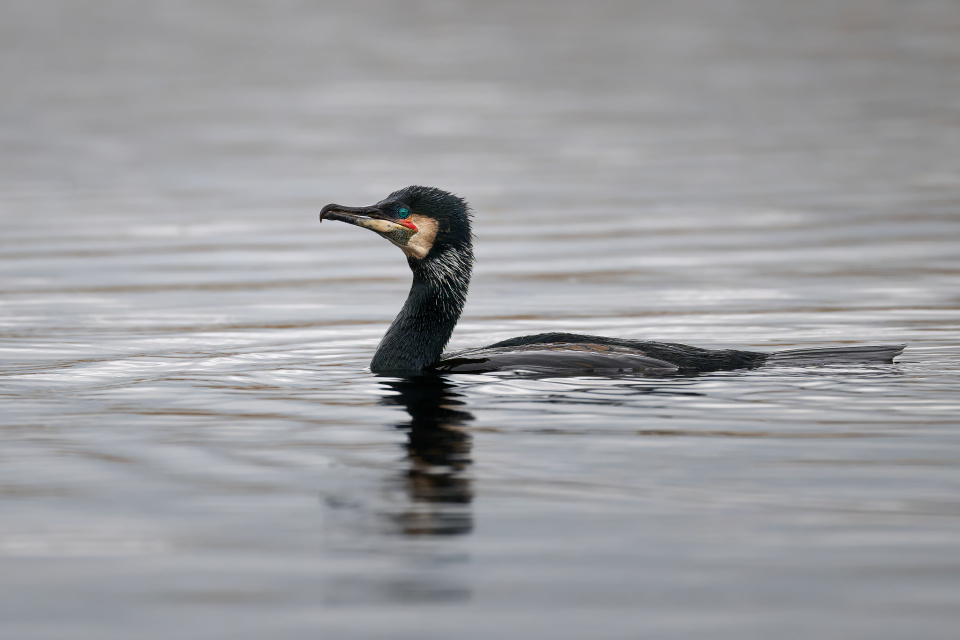 The green eyed monster | Sheol | Blipfoto