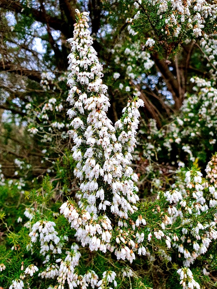 Erica lusitanica | vince193 | Blipfoto